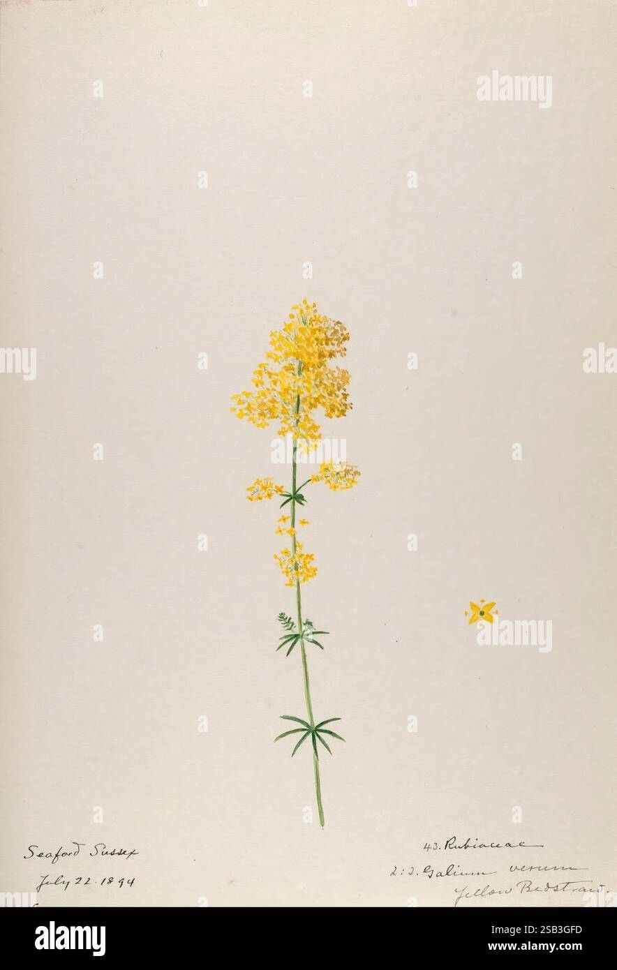 Structure of galium species hi-res stock photography and images - Alamy