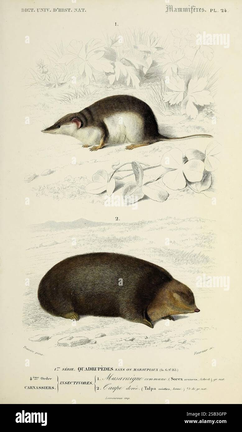 Illustration showcases two species of moles hi-res stock photography ...