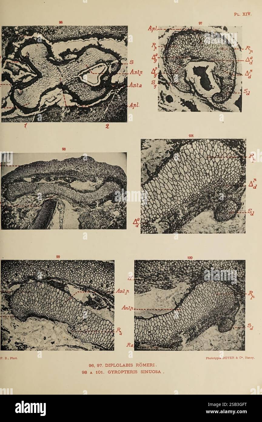 Etudes sur la fronde des Zygopteridees. Lille, Impr. L. Danel, 1909 ...