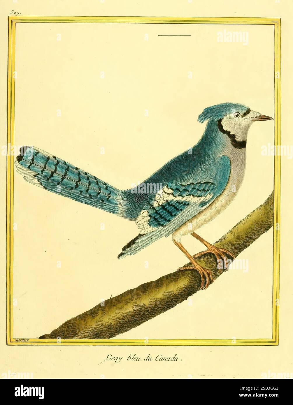 Blue jays sharp hi-res stock photography and images - Alamy