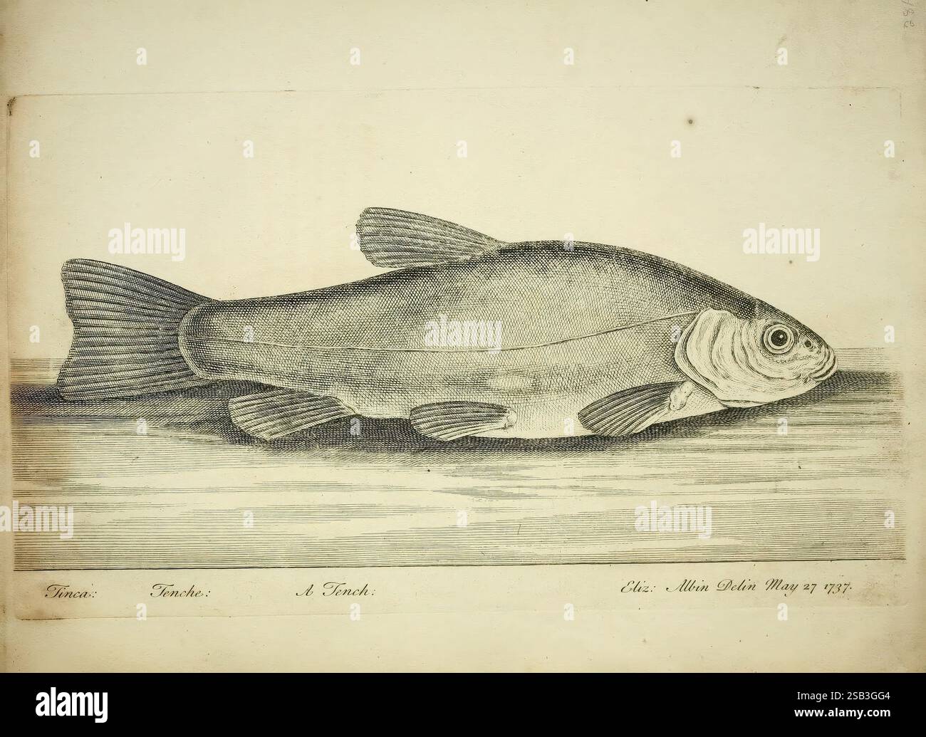 The history of esculent fish London, Printed for Edward Jeffery, Robert ...