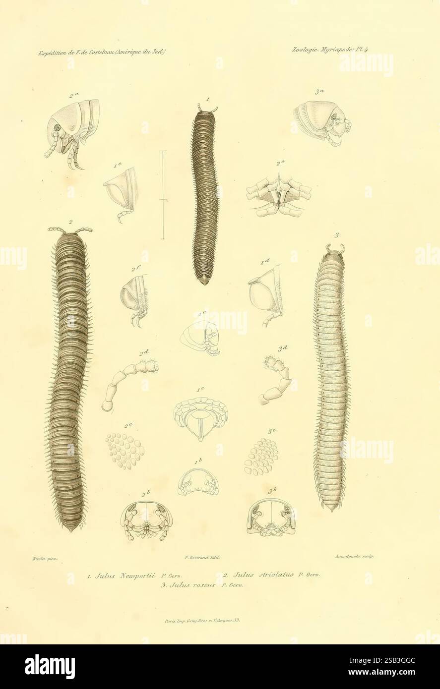 Detailed depictions of different anatomical features hi-res stock ...