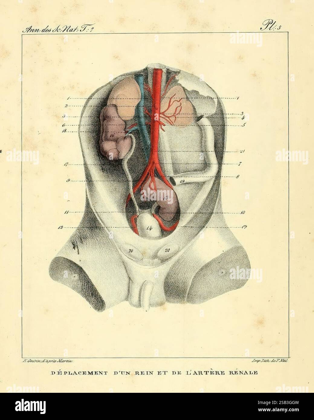 Annales des Sciences Naturelles, Paris, Crochard, anatomy, science ...
