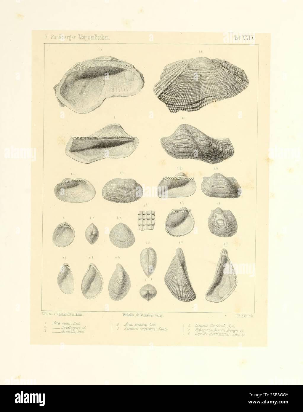 Die, Conchylien, des, Mainzer, Tertiärbeckens, Wiesbaden, Kriedel, und ...