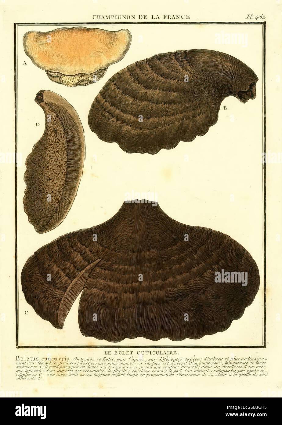 Identification de champignon hi-res stock photography and images - Alamy