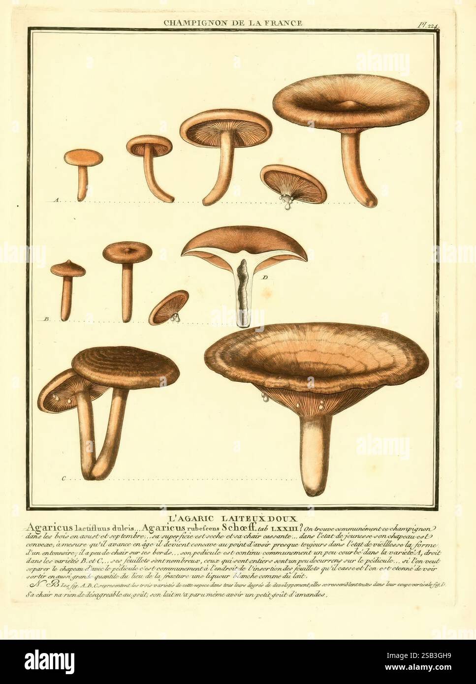 Species agaricus latus hi-res stock photography and images - Alamy