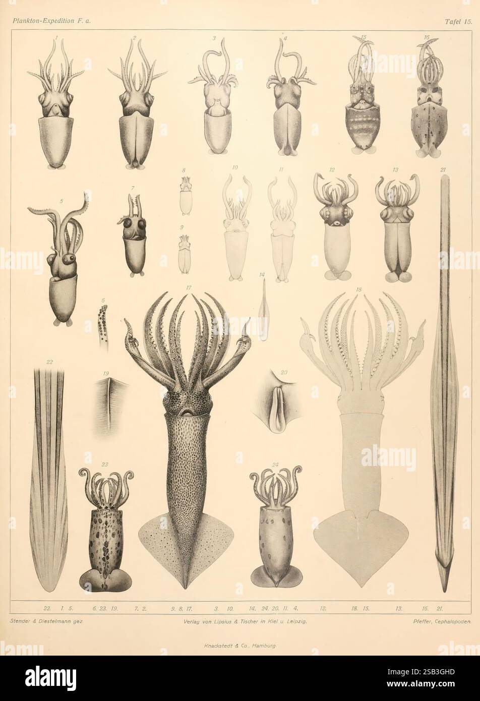 Tentacle lengths hi-res stock photography and images - Alamy