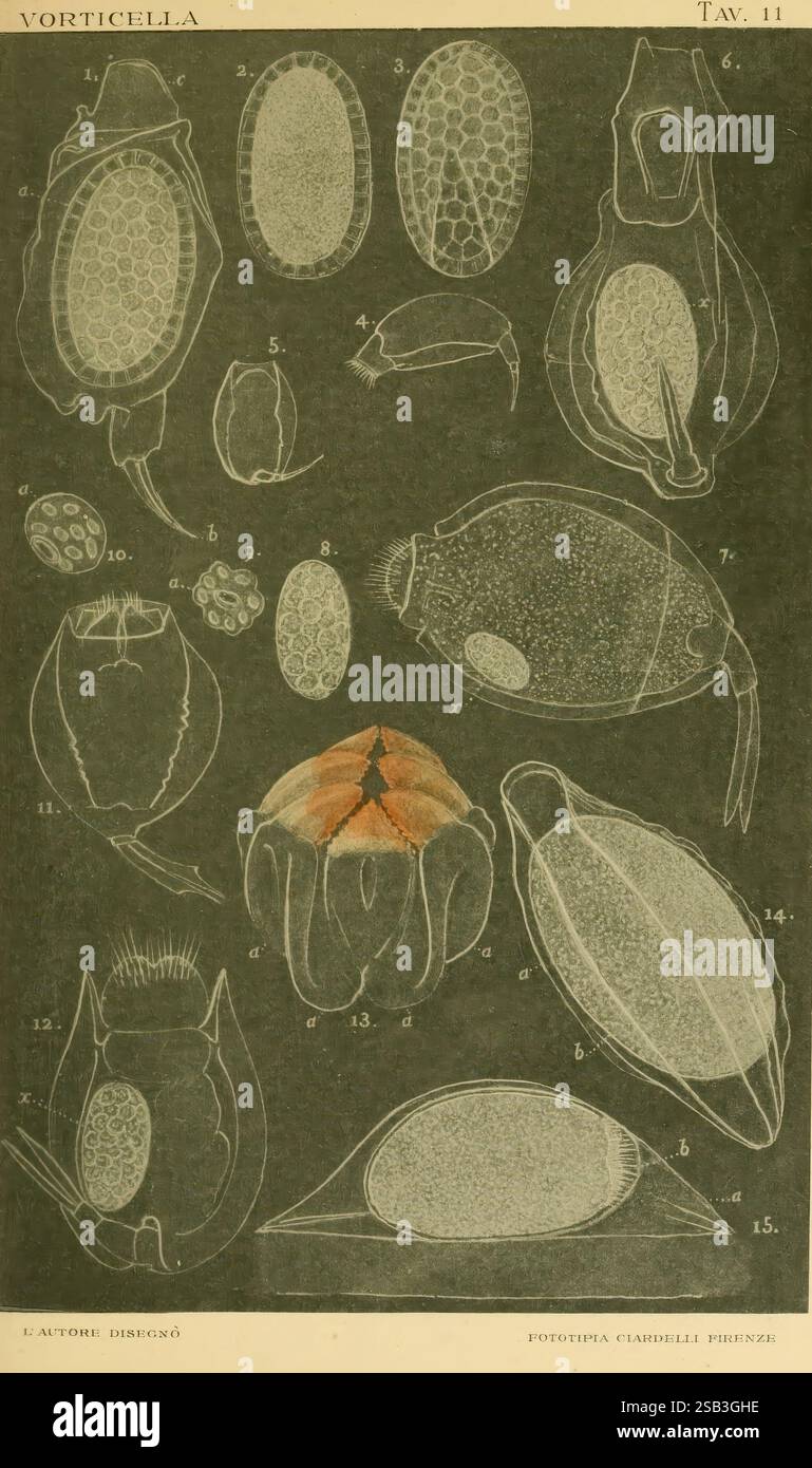Genesi, organizzazione e metamorfosi degli infusori, Firenze, Tipo. di ...