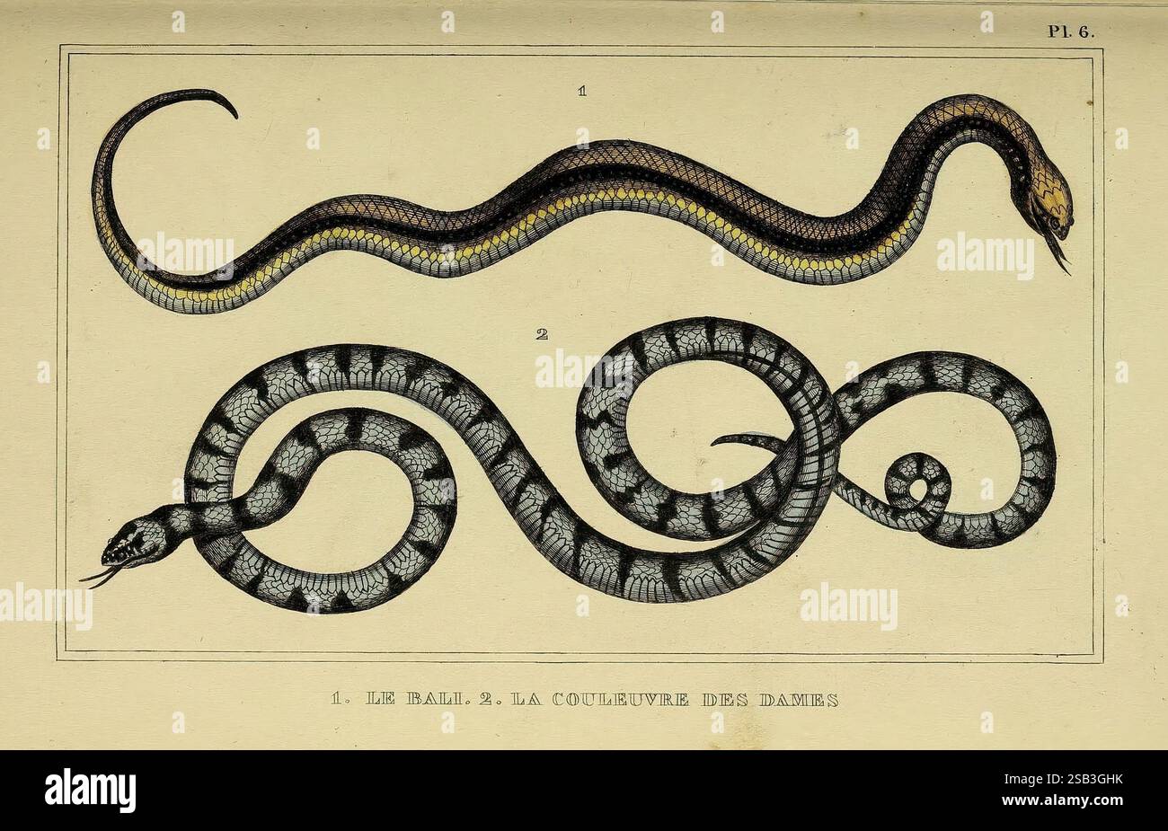 Snake visually striking hi-res stock photography and images - Alamy