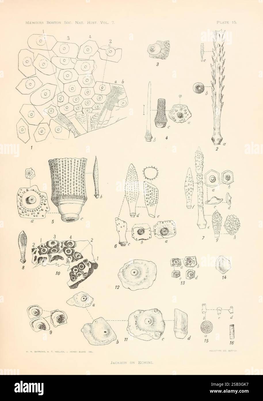Phylogeny, of, the, Echini, Boston, The, Society, 1912, paleontology ...