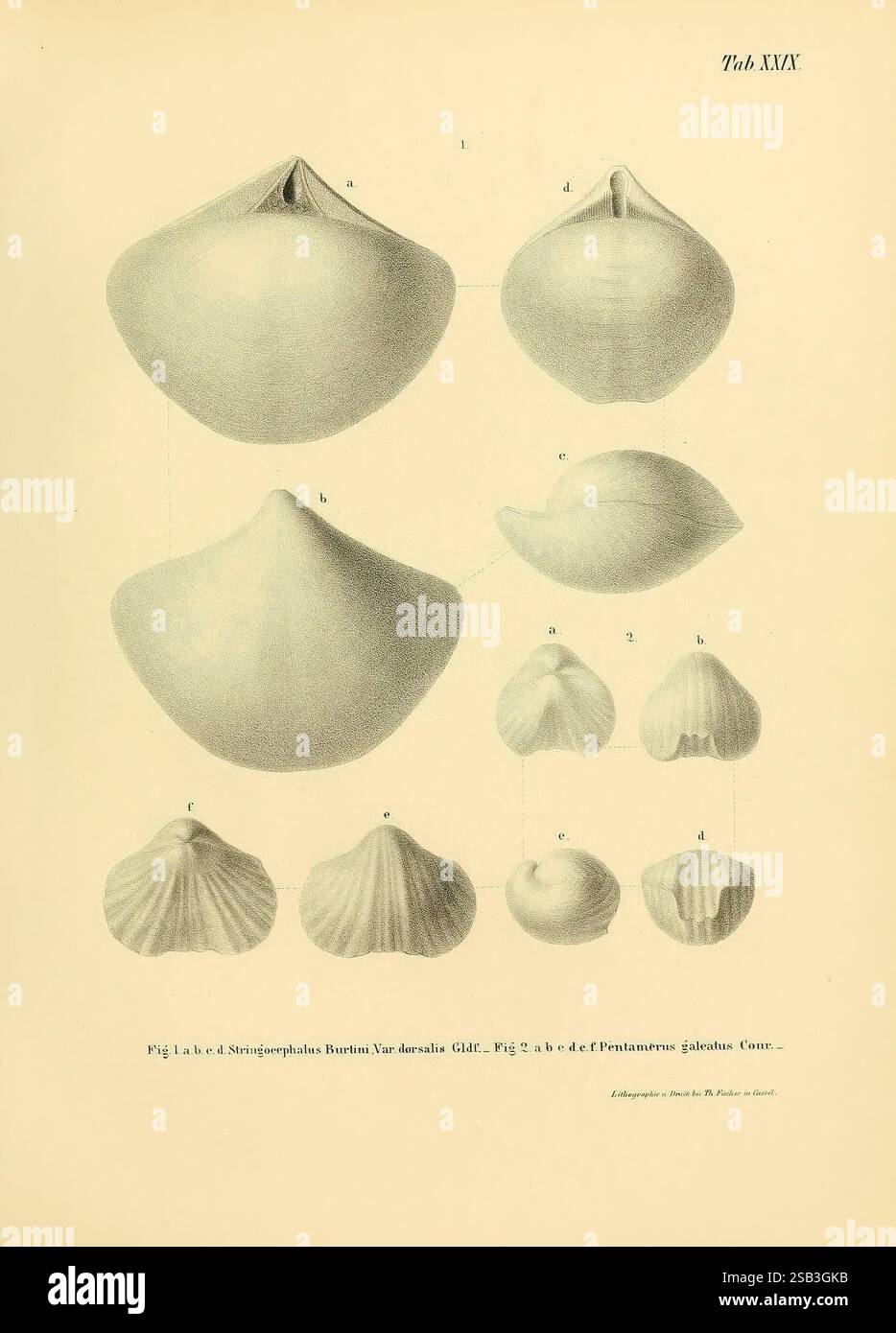 Top section features four individual shells labeled hi-res stock ...