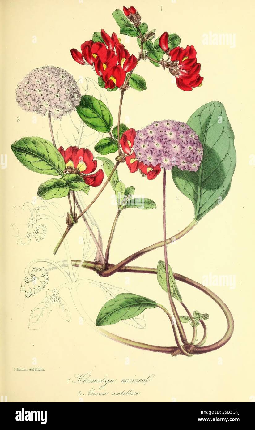 Paxton's Magazine of Botany, London, Orr and Smith, botany, periodicals ...