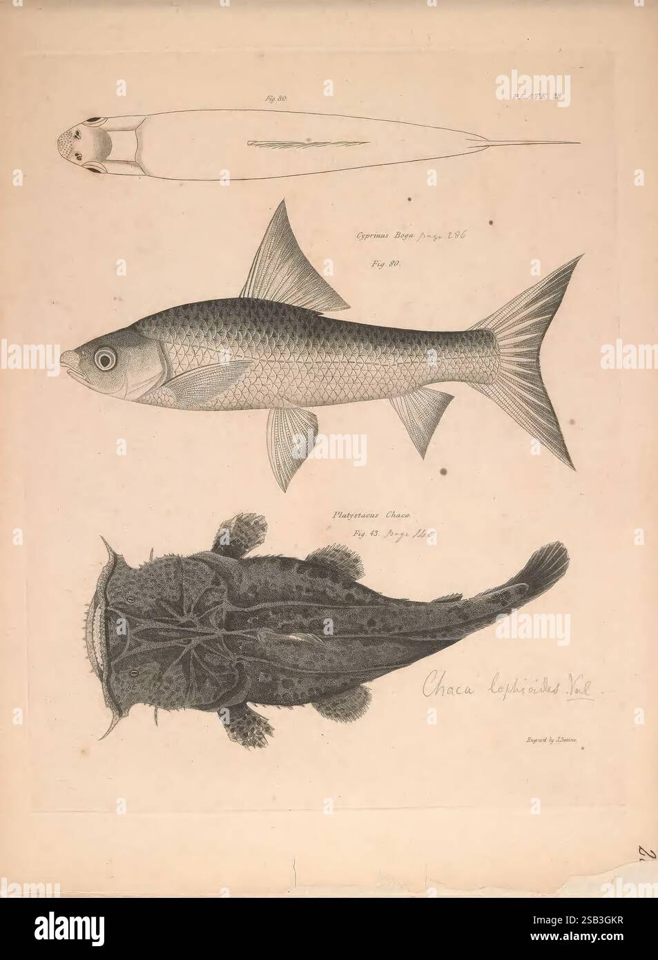 An account of the fishes found in the river Ganges and its branches ...