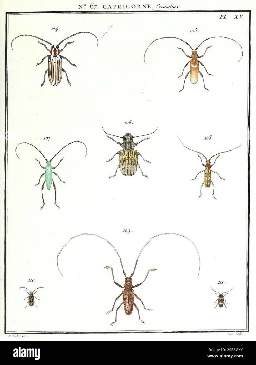 Golden hued insect hi-res stock photography and images - Alamy