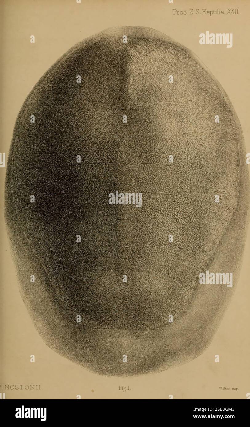 Dorsal shading hi-res stock photography and images - Alamy