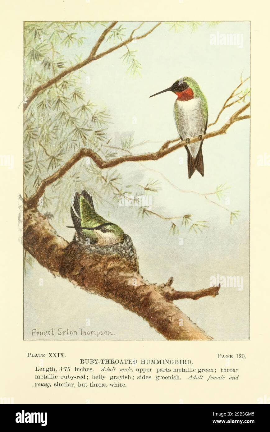 Coloration embody hi-res stock photography and images - Alamy