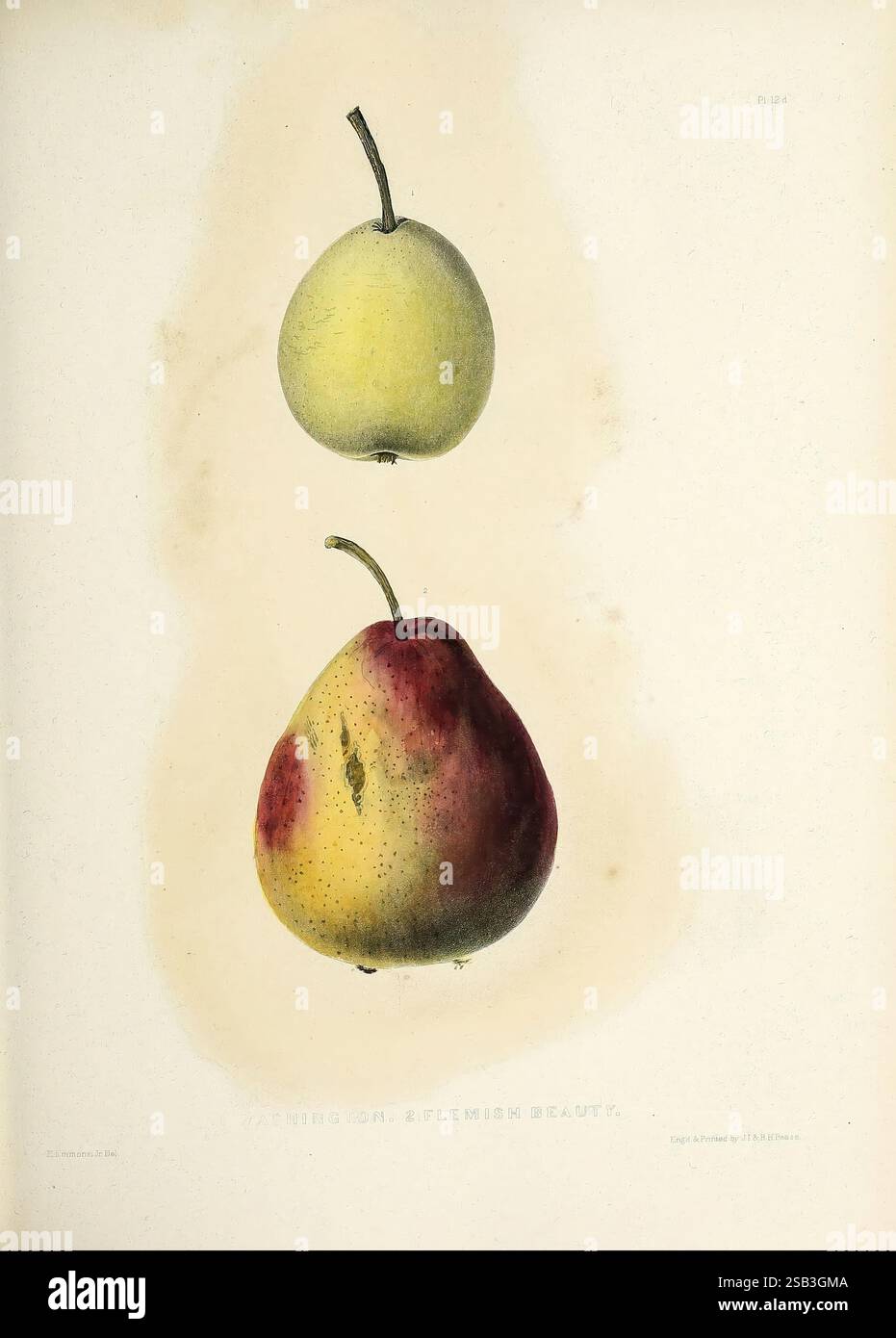 Artwork features two distinct pear varieties hi-res stock photography ...