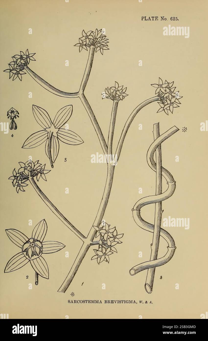 Sarcostemma brevistigmas morphology hi-res stock photography and images ...