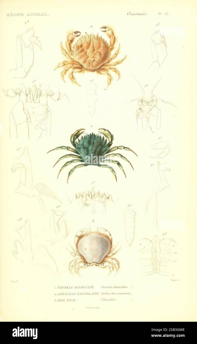 Le règne animal distribué d'après son organisation Paris Fortin Masson ...