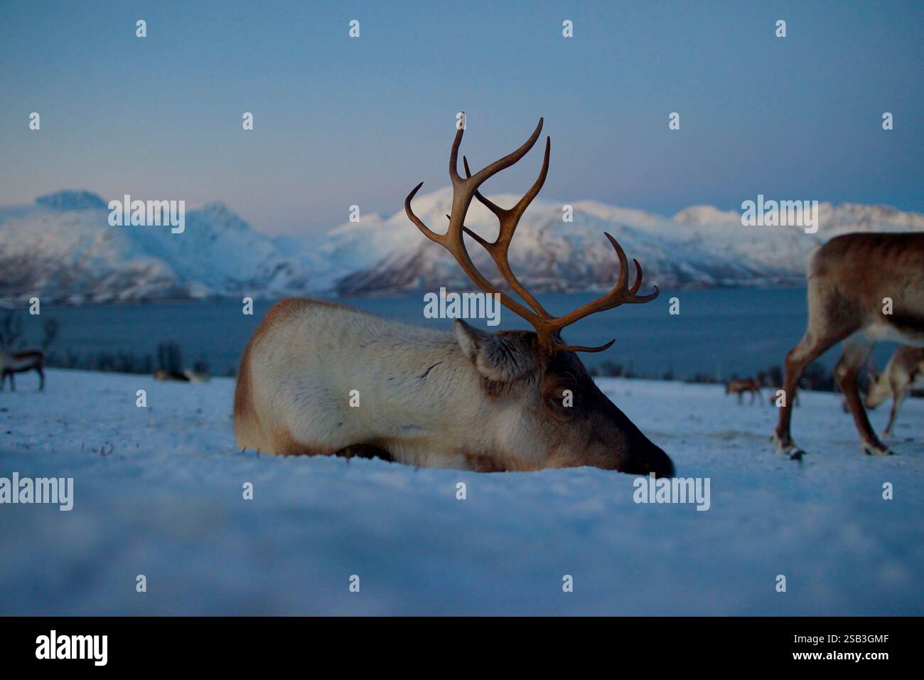 Tired out reindeer hi-res stock photography and images - Alamy