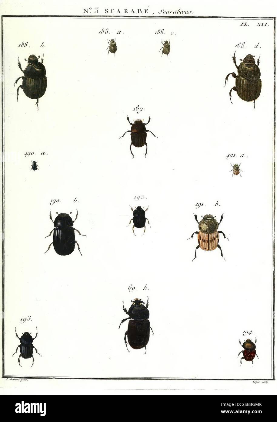 Detailed compilation of various beetles hi-res stock photography and ...