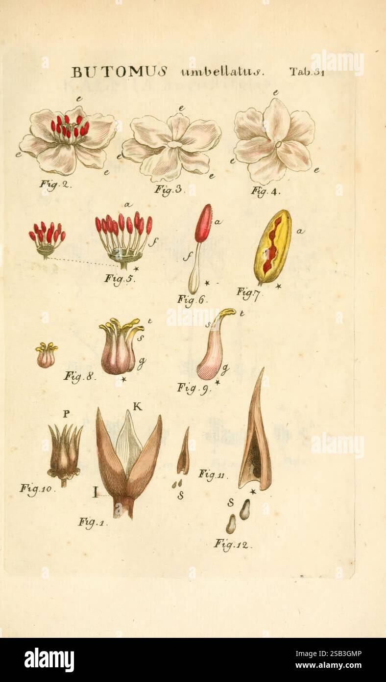 New york botanical garden pictorial works carl von butomus umbel hi-res ...