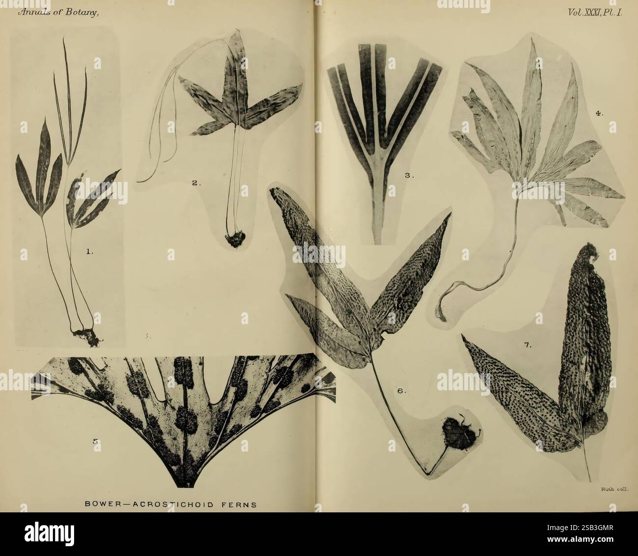 Botanical reference purpose hi-res stock photography and images - Alamy