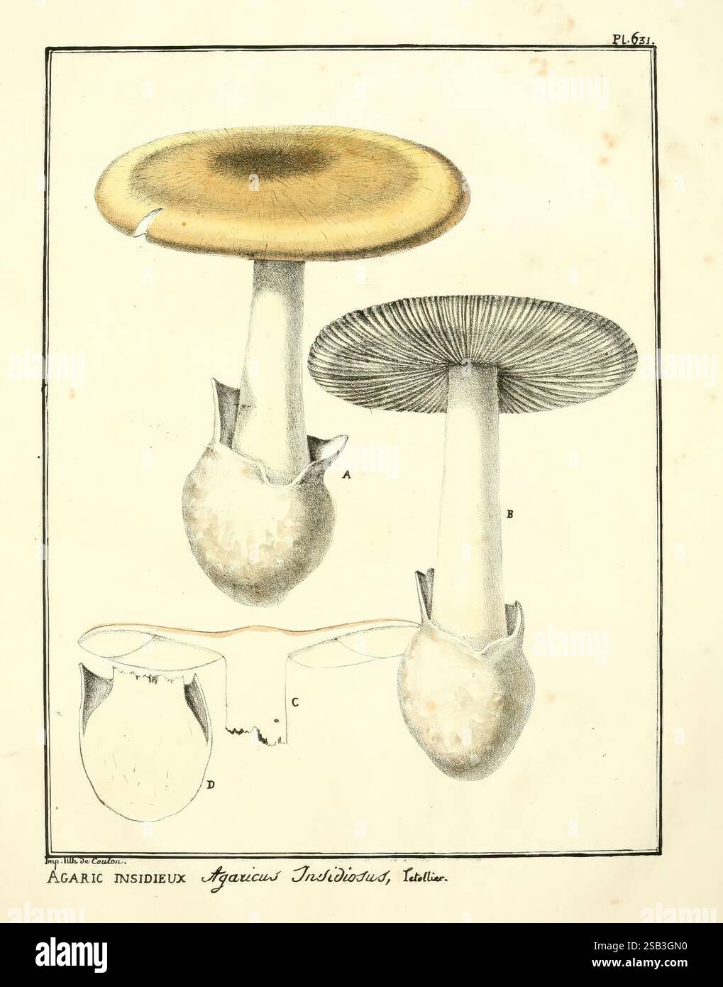 Agaricus insidieux hi-res stock photography and images - Alamy