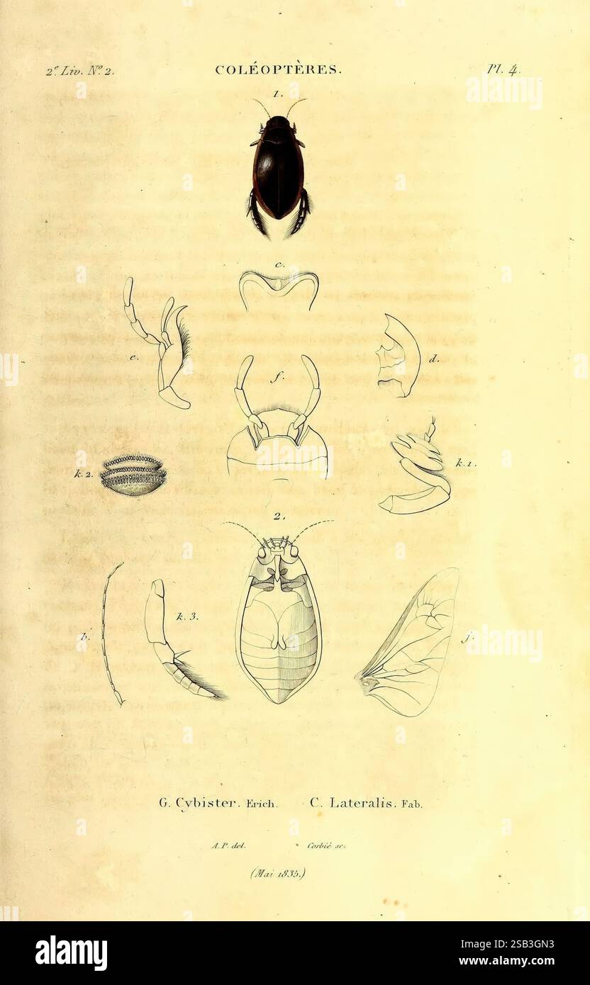 Insectes exposition detaillee de tous les hi-res stock photography and ...