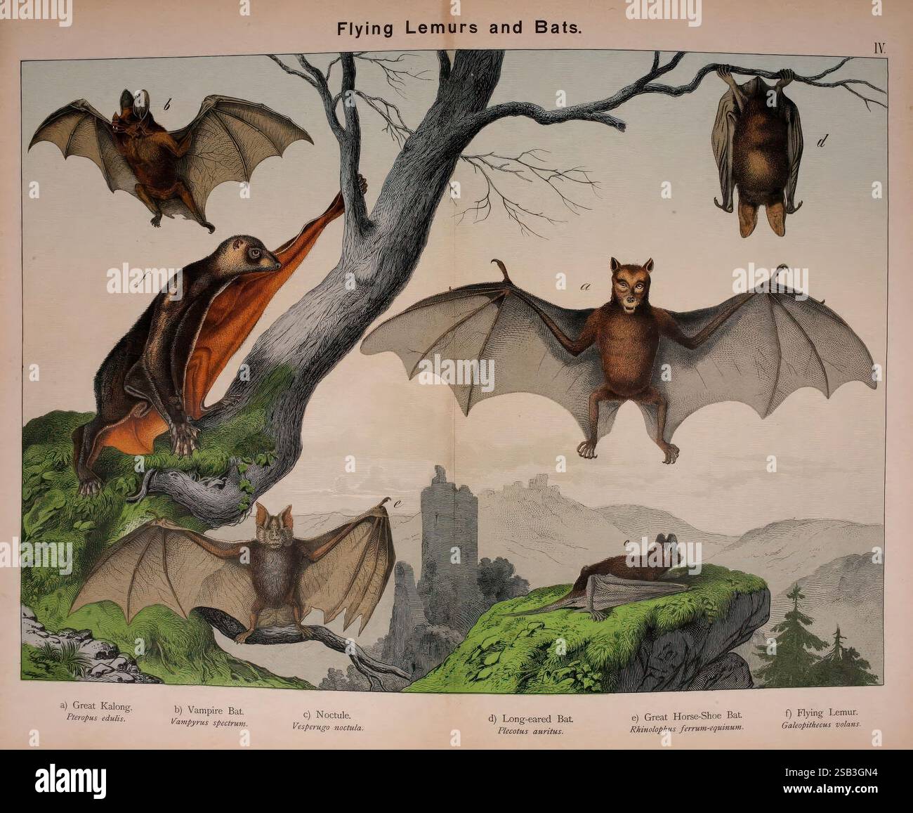 Great kinkajou hi-res stock photography and images - Alamy