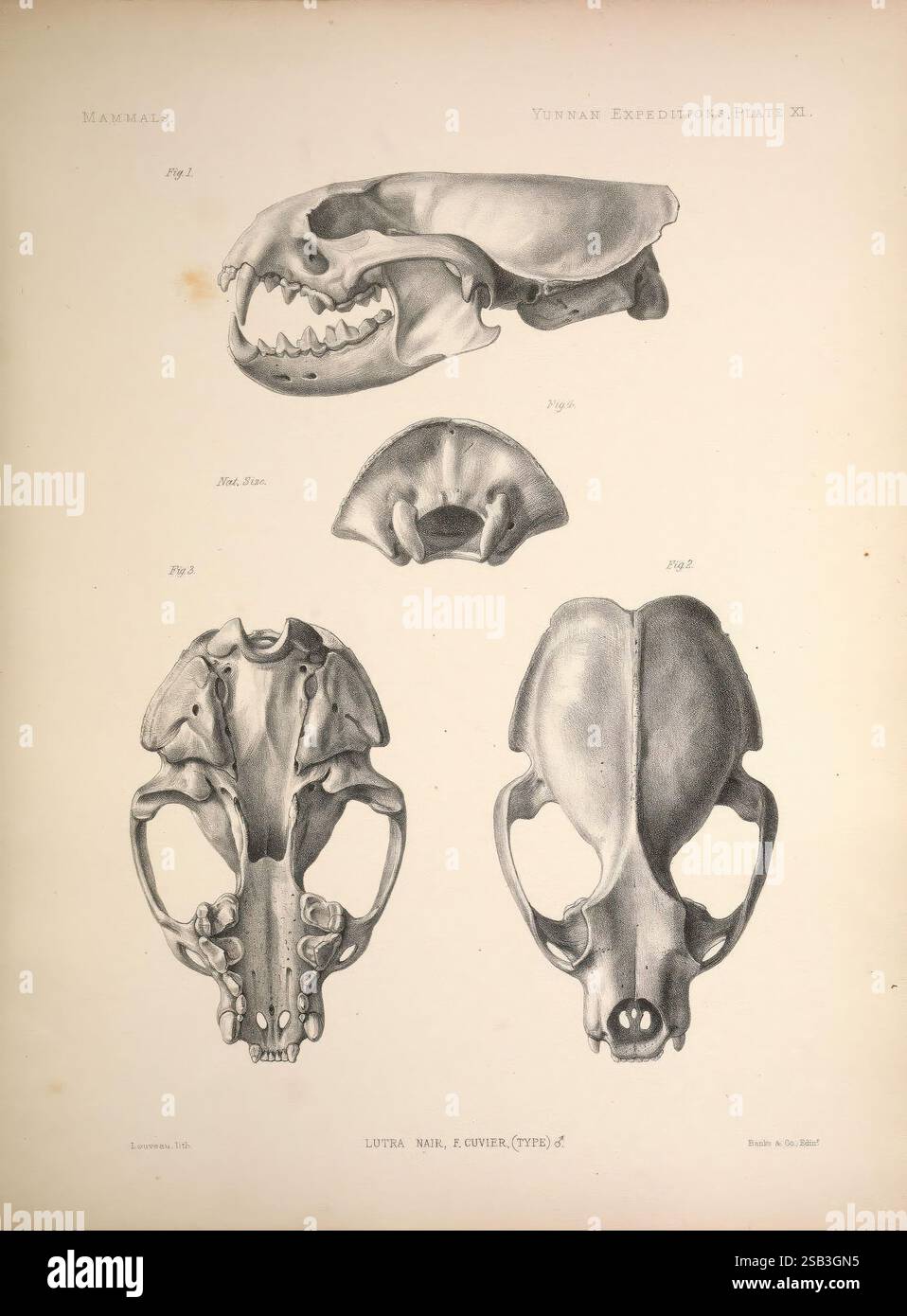 Anatomical, and, zoological, researches, v.2, 1878, China, zoology ...