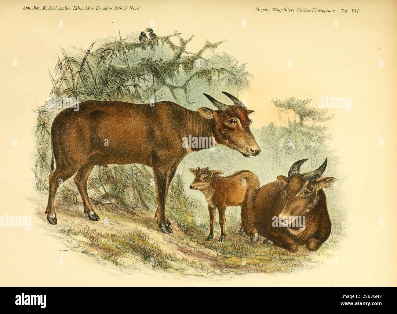 Bubalus mindorensis hi-res stock photography and images - Alamy
