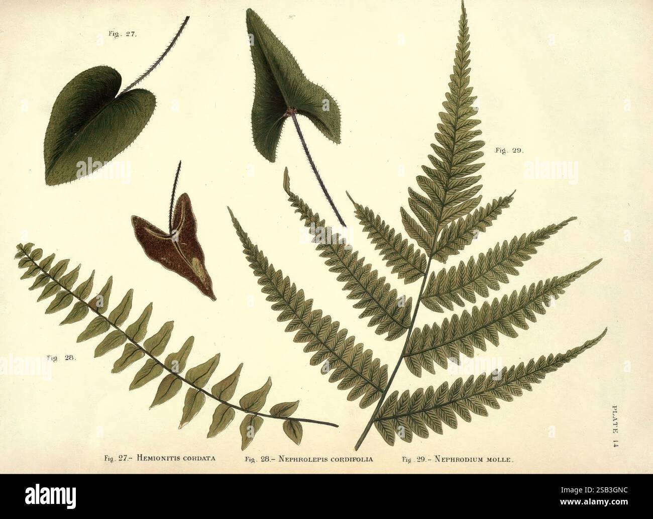Family nephrolepidaceae hi-res stock photography and images - Alamy