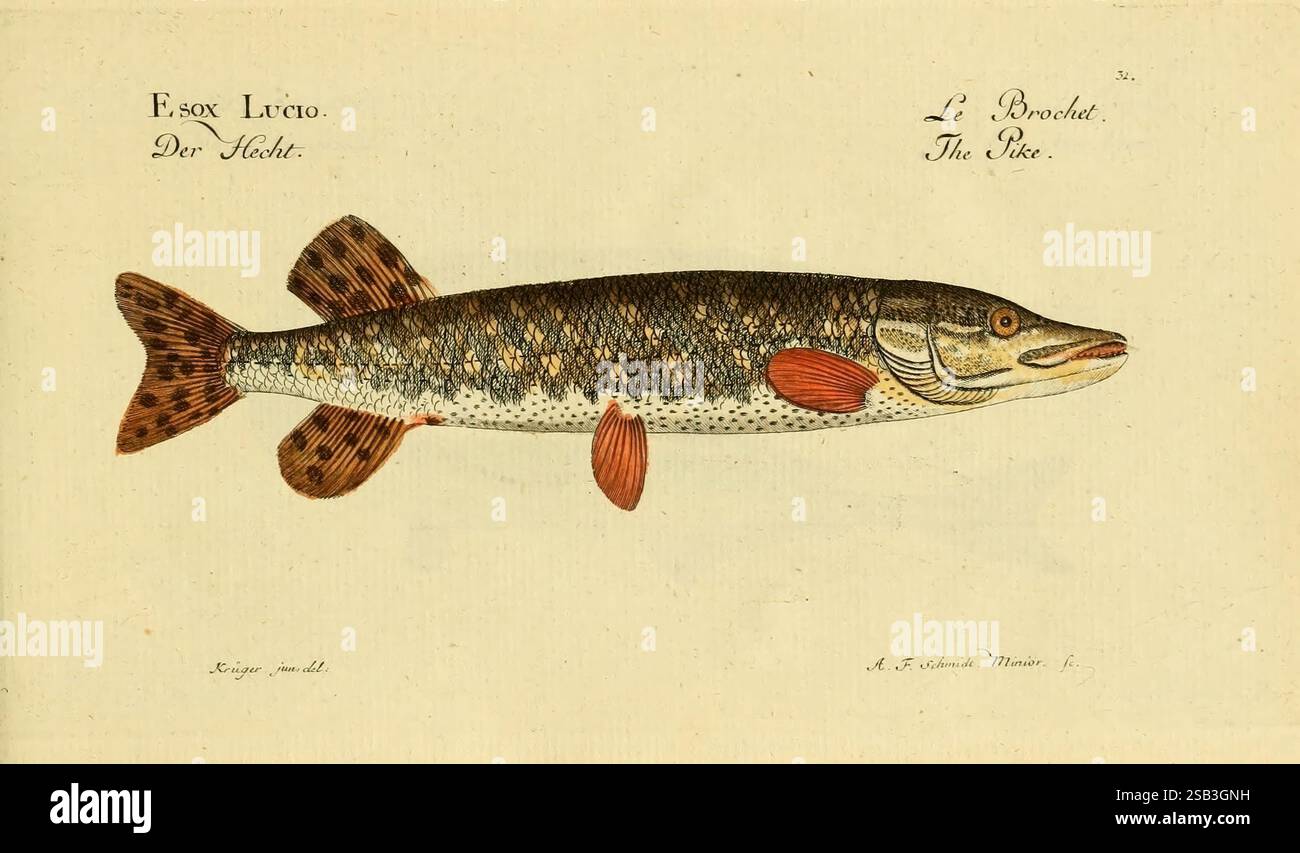 Pikes fins hi-res stock photography and images - Alamy