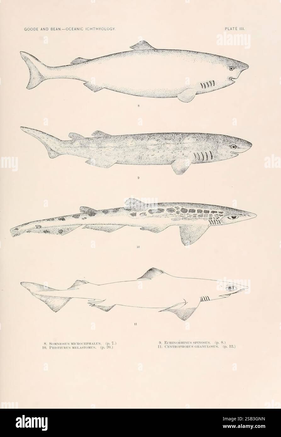 Oceanic, ichthyology, v.22, atlas, Cambridge, U.S.A, 1896, shark ...