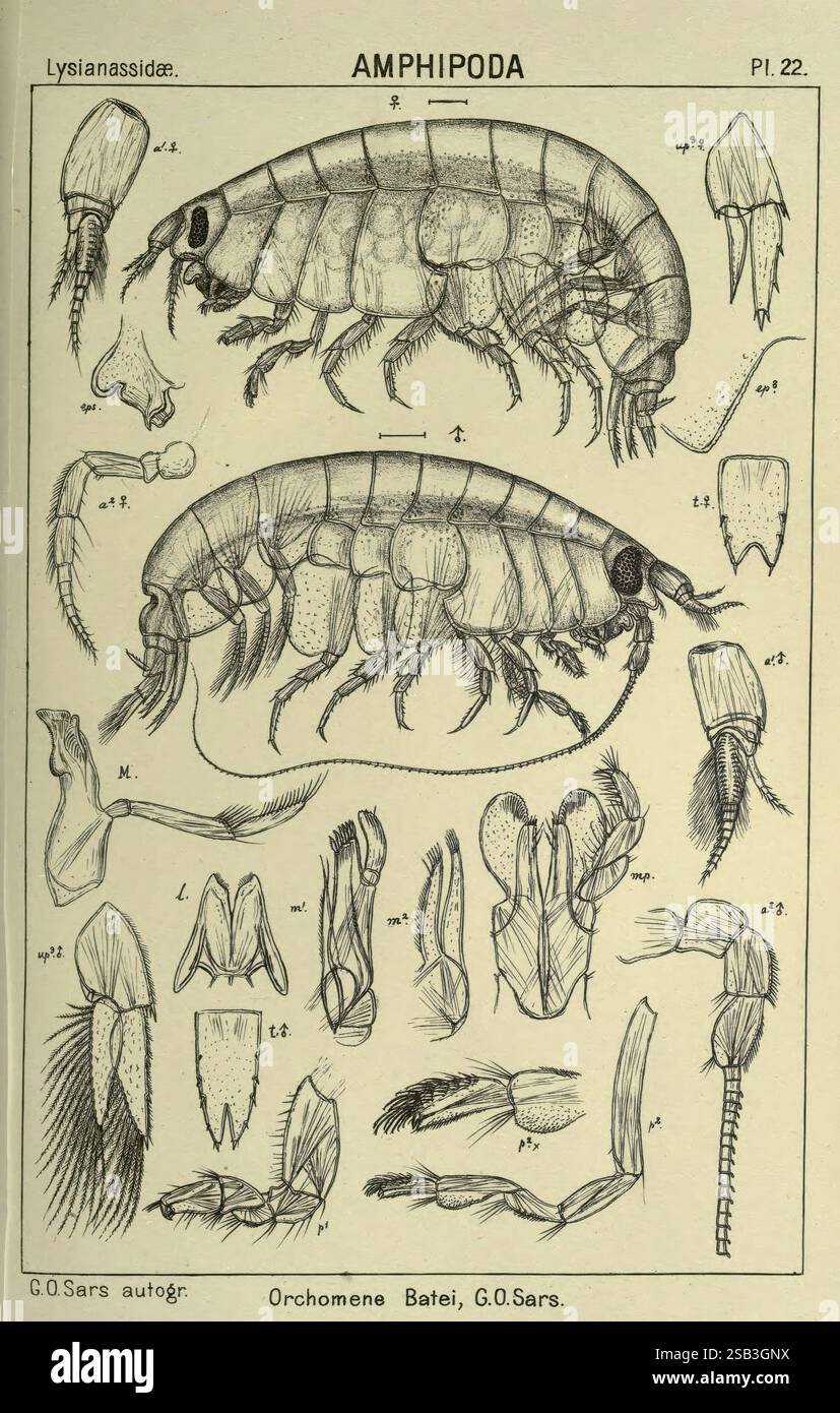 An account of the Crustacea of Norway. v.1 Amphipoda (plates ...