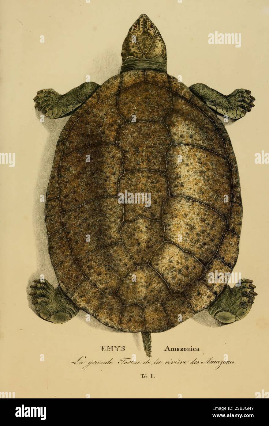 Turtle identified hi-res stock photography and images - Alamy