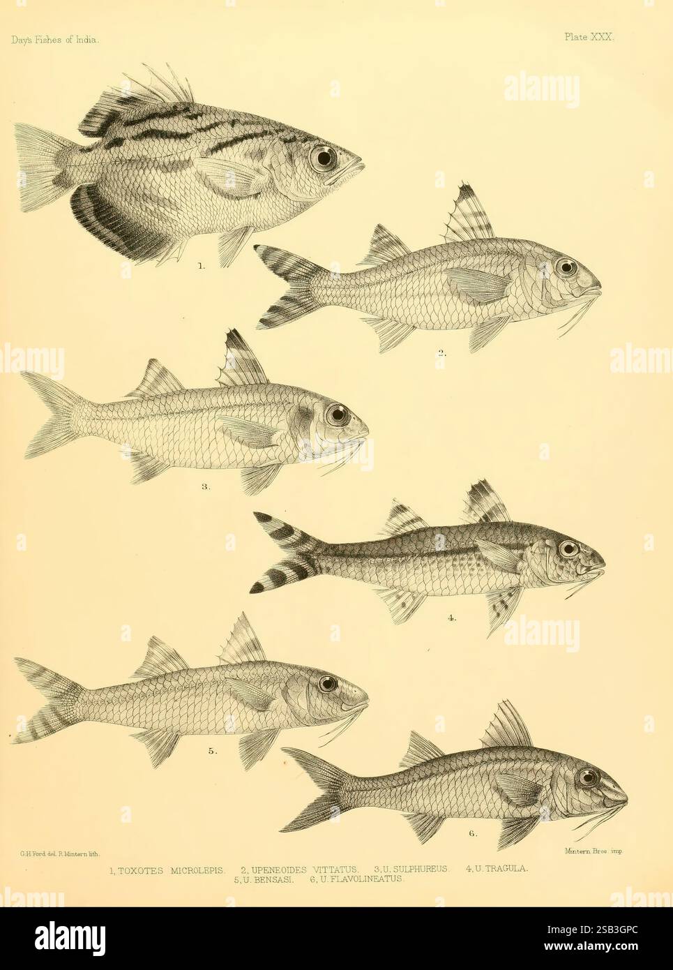 Top portion showcases fish hi-res stock photography and images - Alamy
