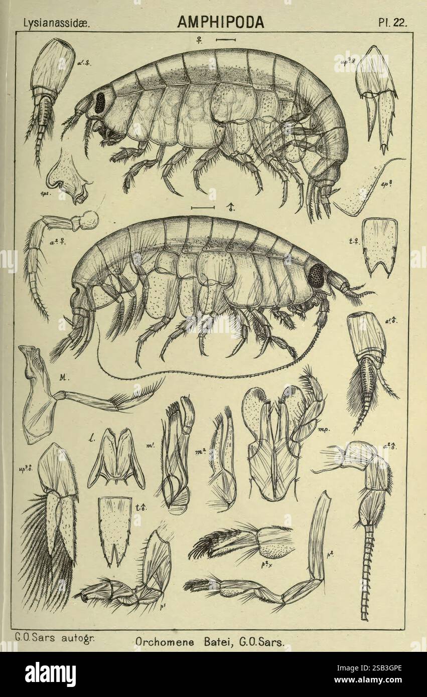 Labeled numbered diagrams hi-res stock photography and images - Alamy