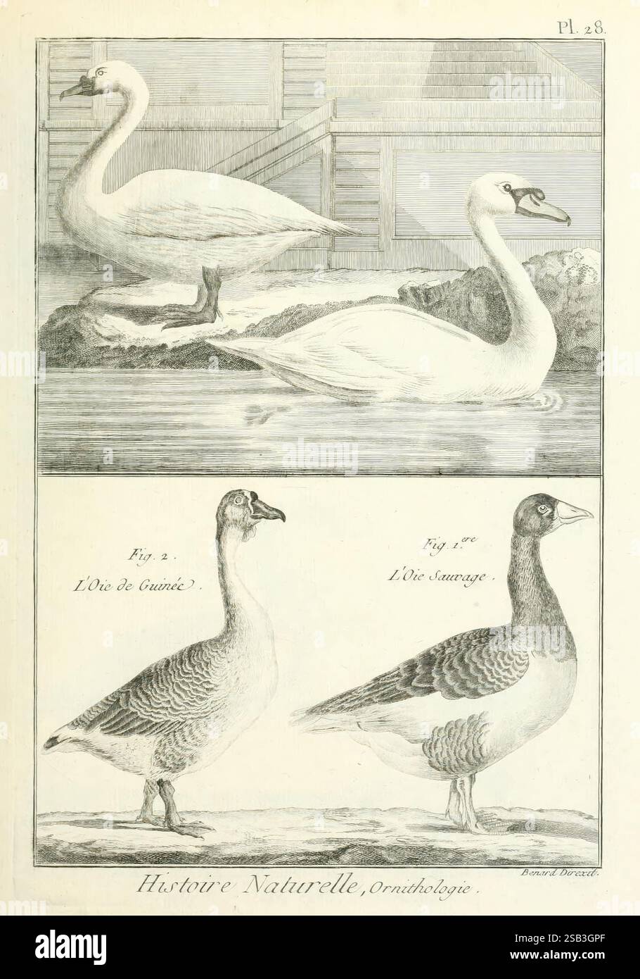 Tableau, encyclopédique, et, méthodique, des, trois, règnes, de, la ...