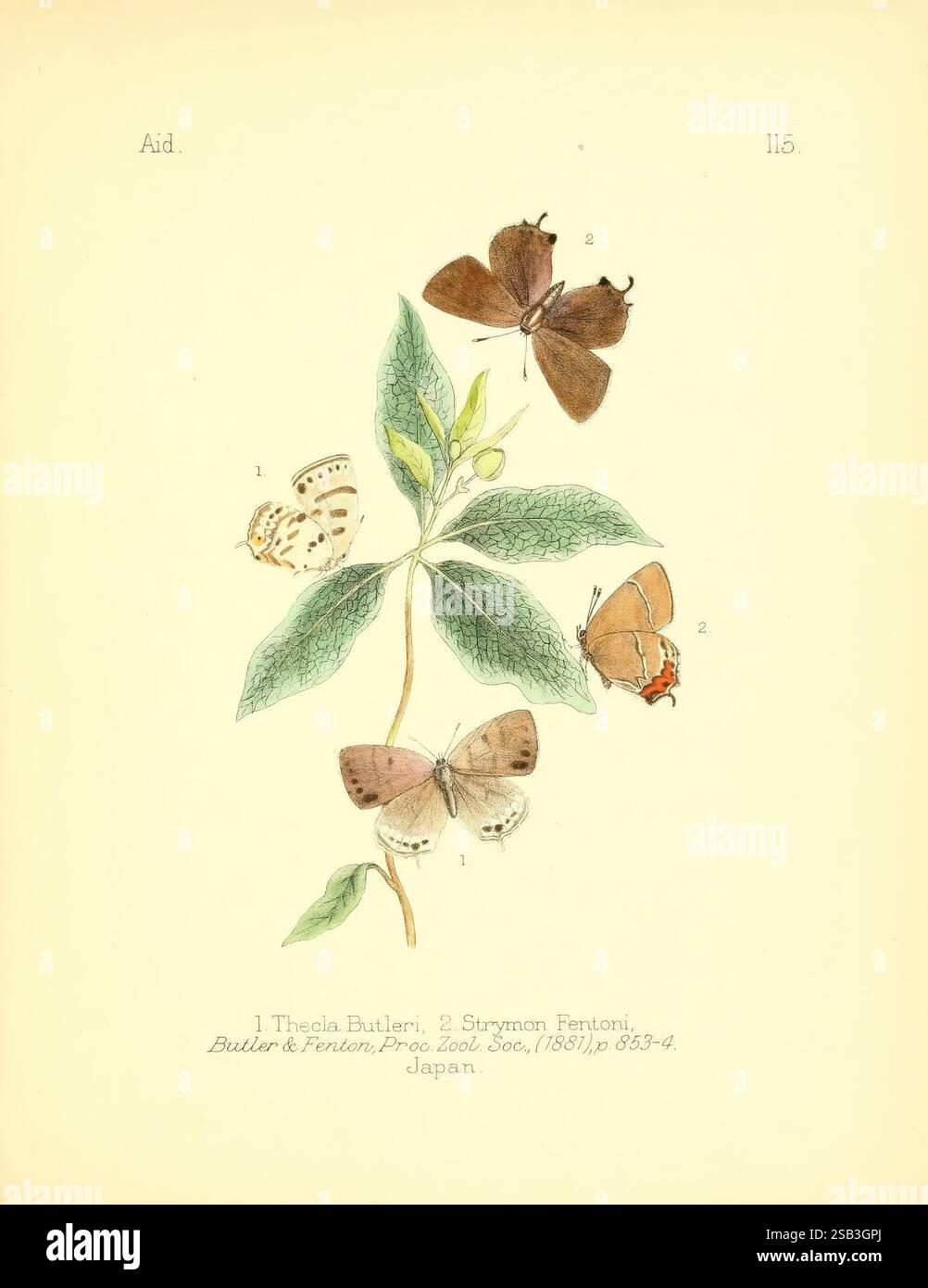 Aid to the Identification of Insects, London, E.W. Janson, 1880-90 ...