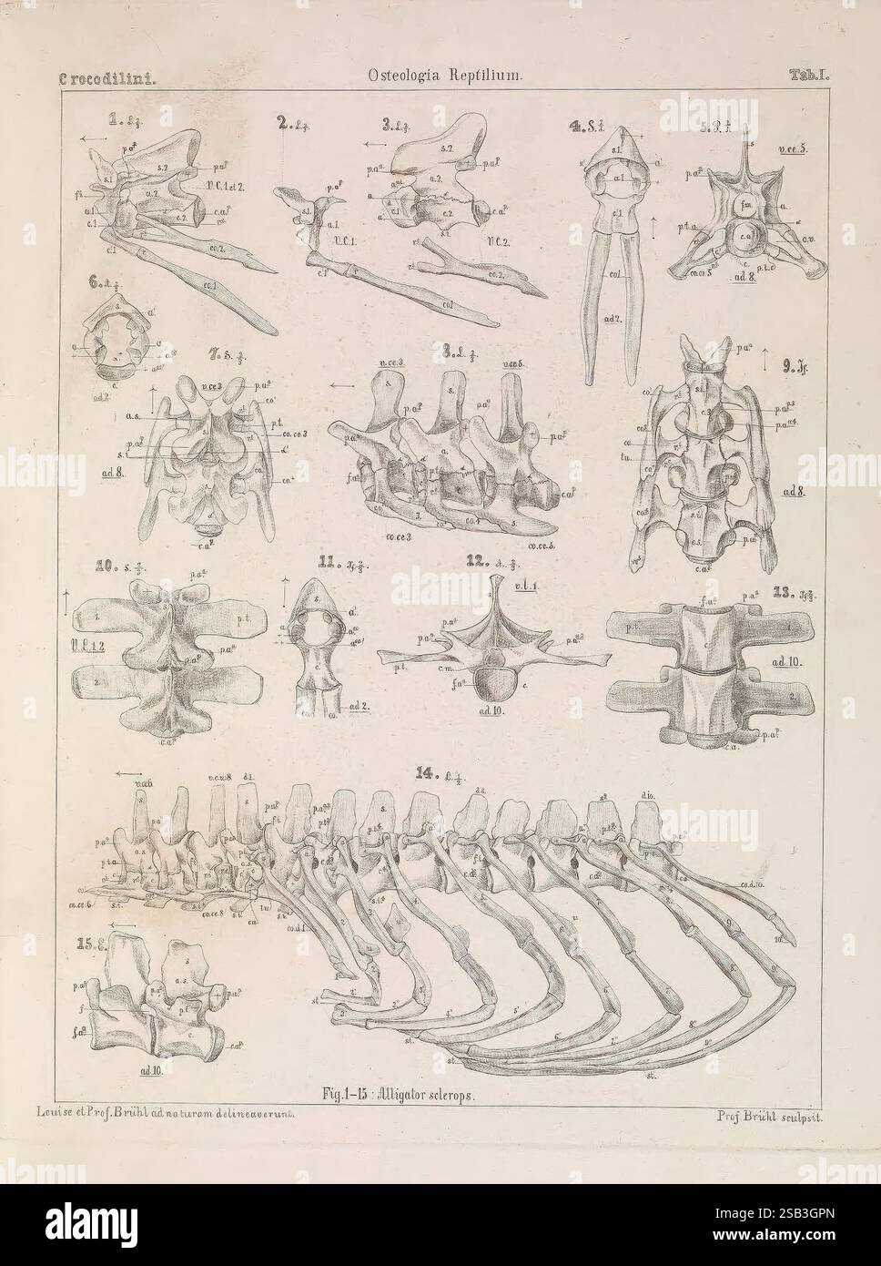 Detailed anatomical drawings focusing hi-res stock photography and ...