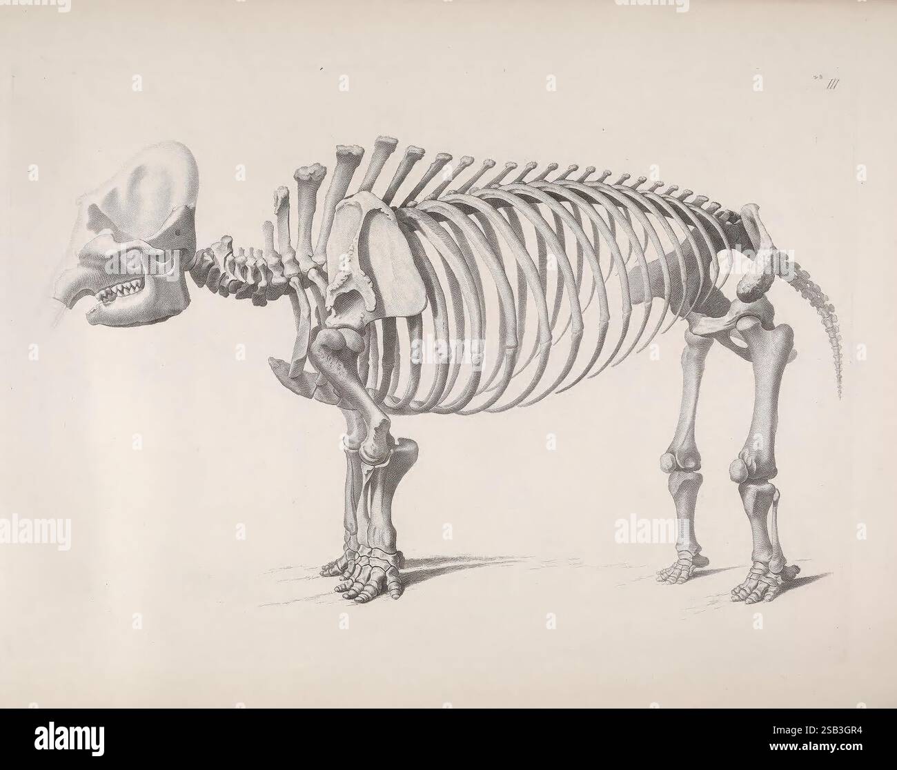 [Die vergleichende Osteologie, Bonn, In Commission bei Eduard Weber ...