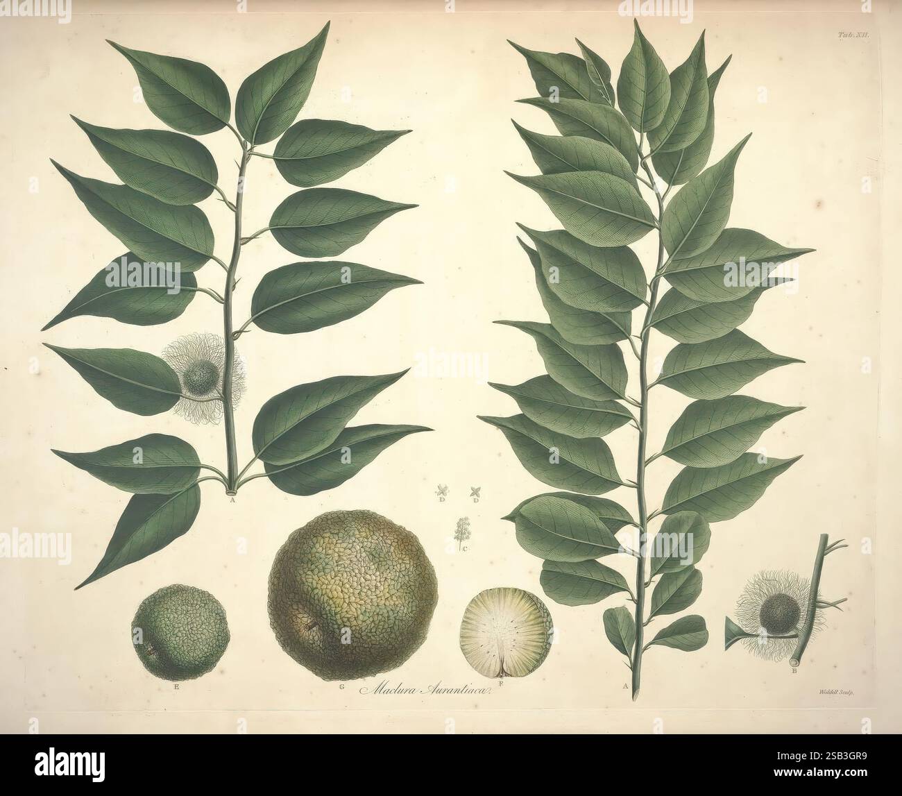 A description of the genus Pinus, London, J. White, 1803-1824, Pinaceae, Maclura pomifera, The ...