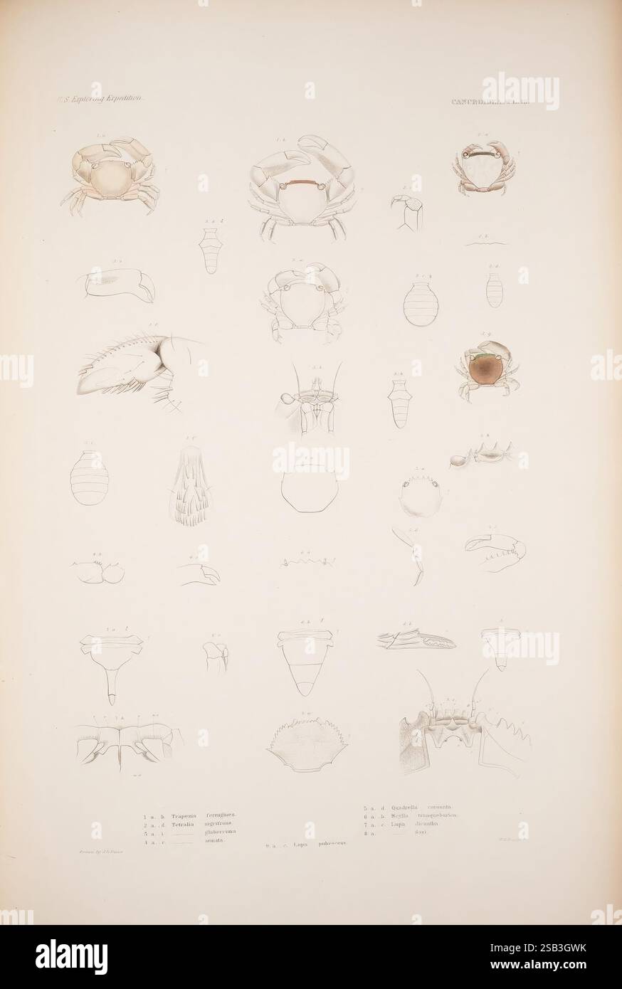 Crustacea, Philadelphia, Printed by C. Sherman, 1852-55 [i.e. 1861 ...