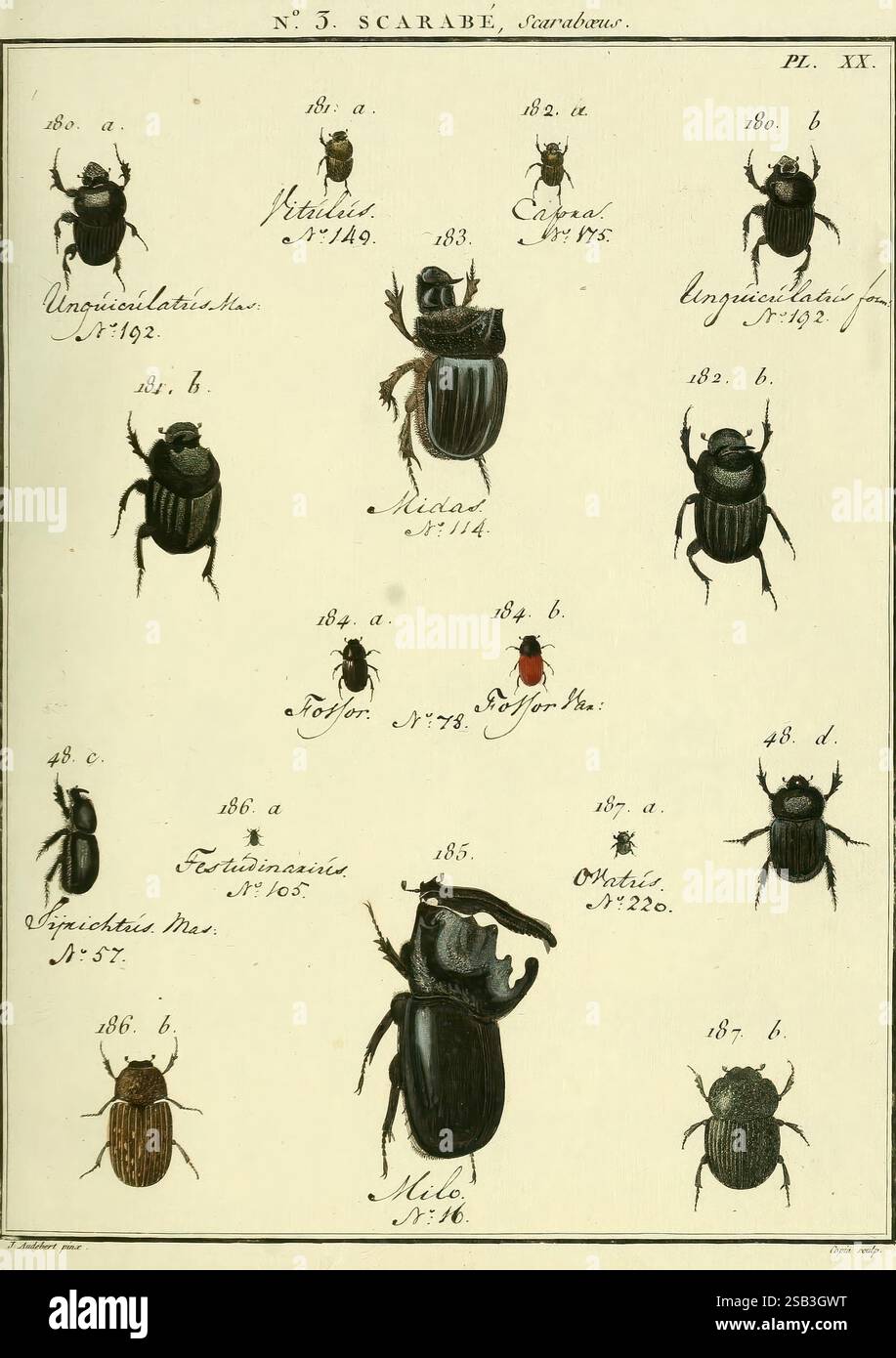 Important taxonomical information alongside visual depictions hi-res ...
