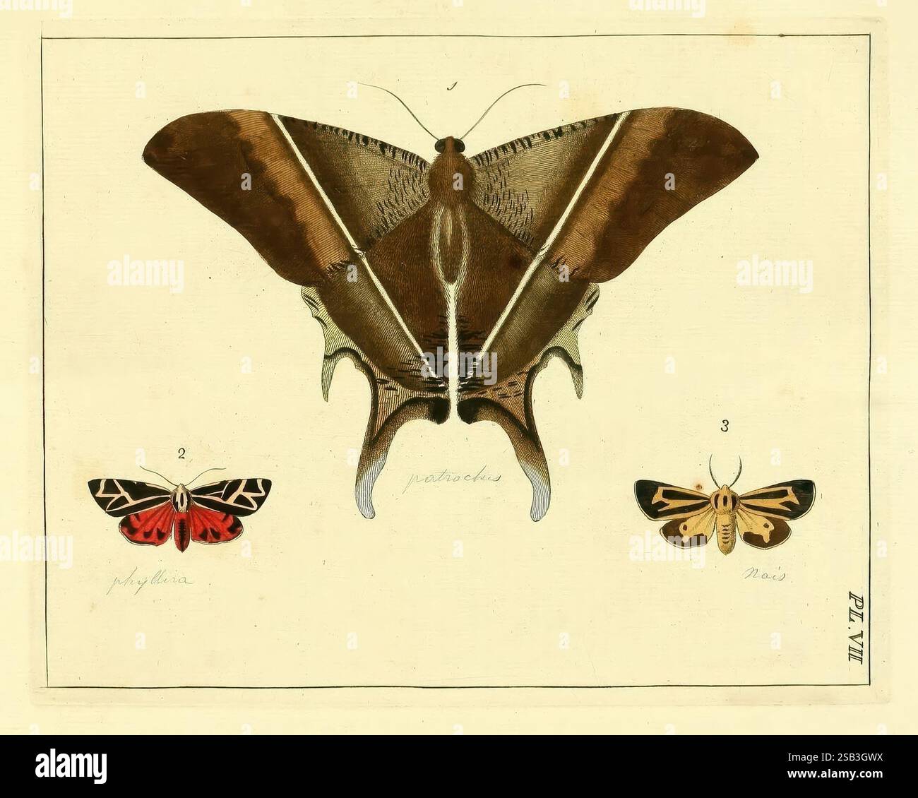 Three distinct moth species hi-res stock photography and images - Alamy