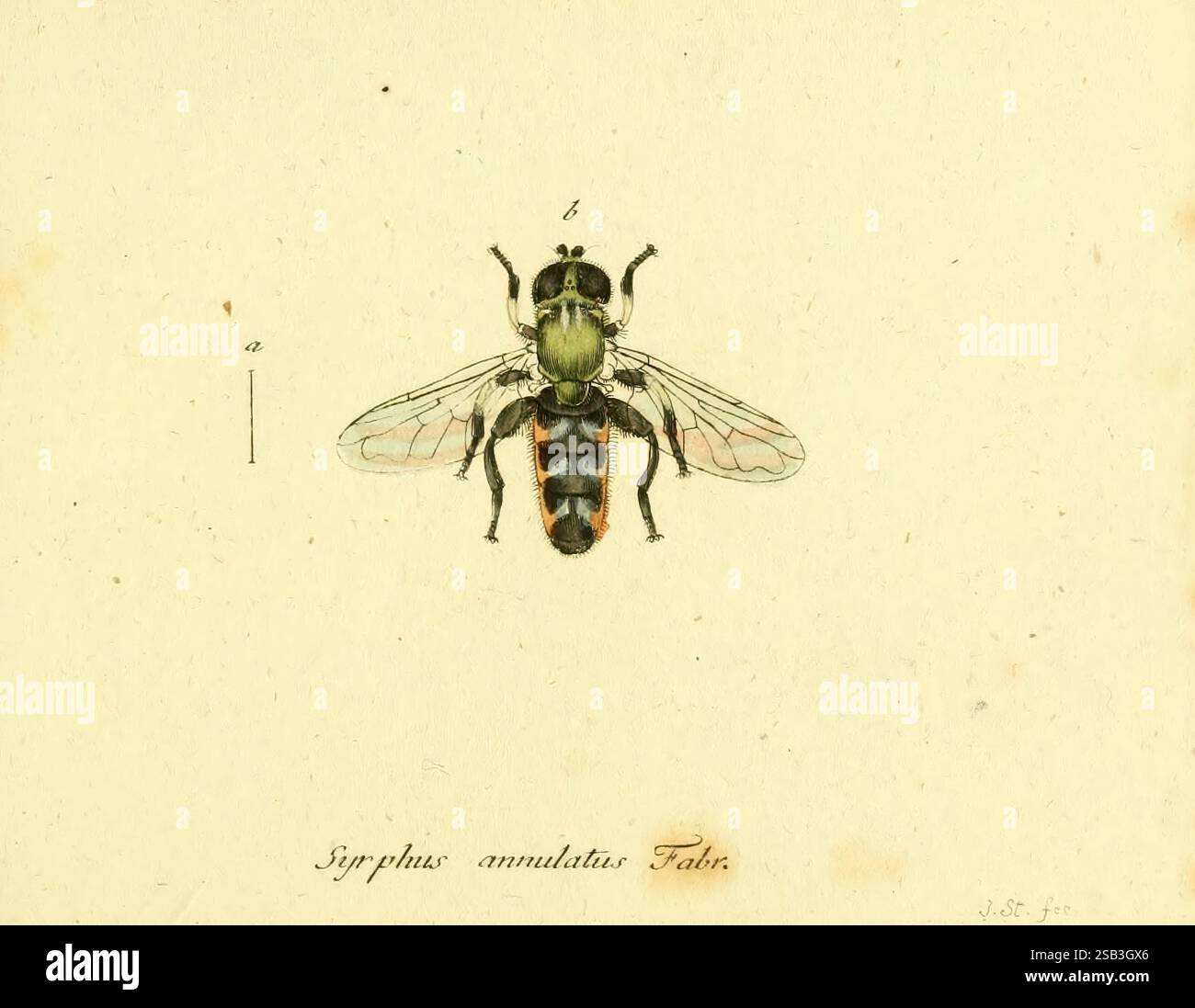 A detailed illustration of a bee-like insect, showcasing its intricate ...