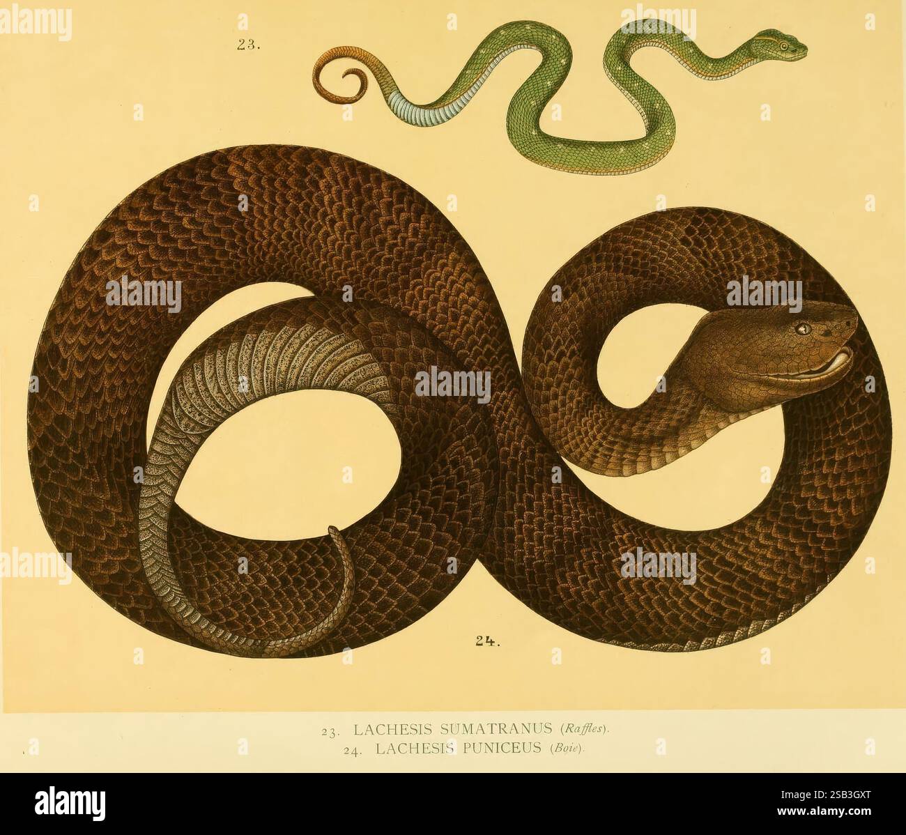 De, voornaamste, giftslangen, van, Nederlandsch, Oost-Indie, Leiden, E ...