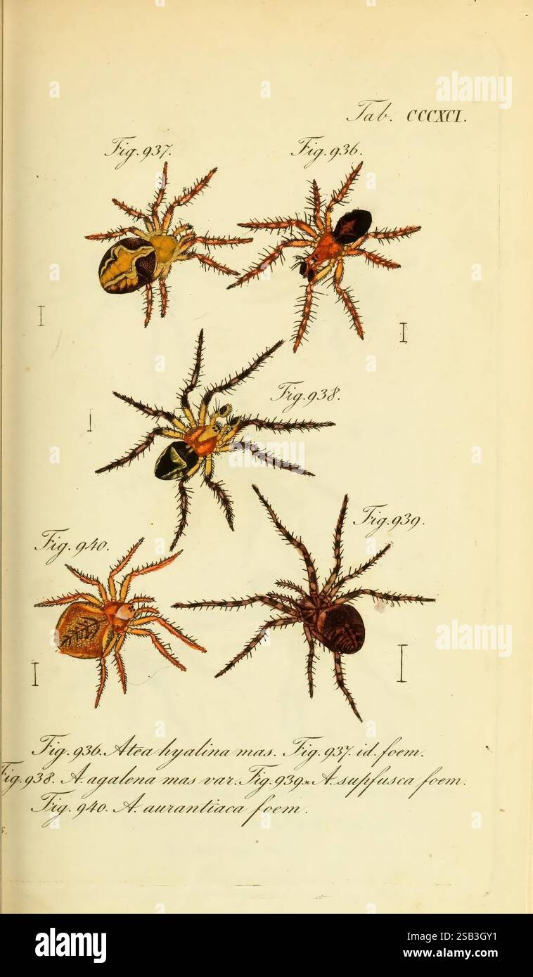 Specimen displays unique color patterns hi-res stock photography and ...